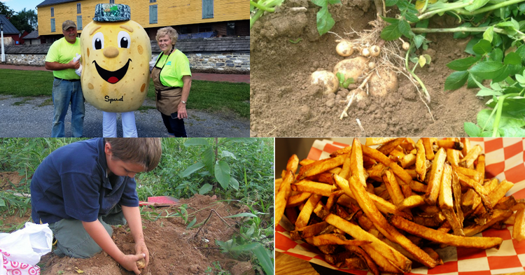 Festivals – CountryBarnMarket